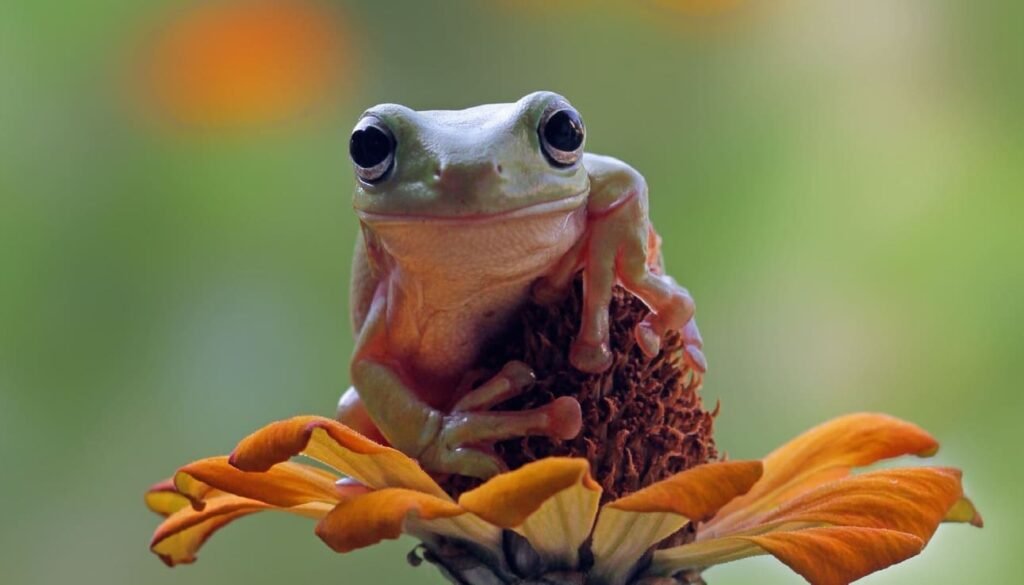Discover the Amazon: A Paradise of Natural Secrets and Ancestral ...
